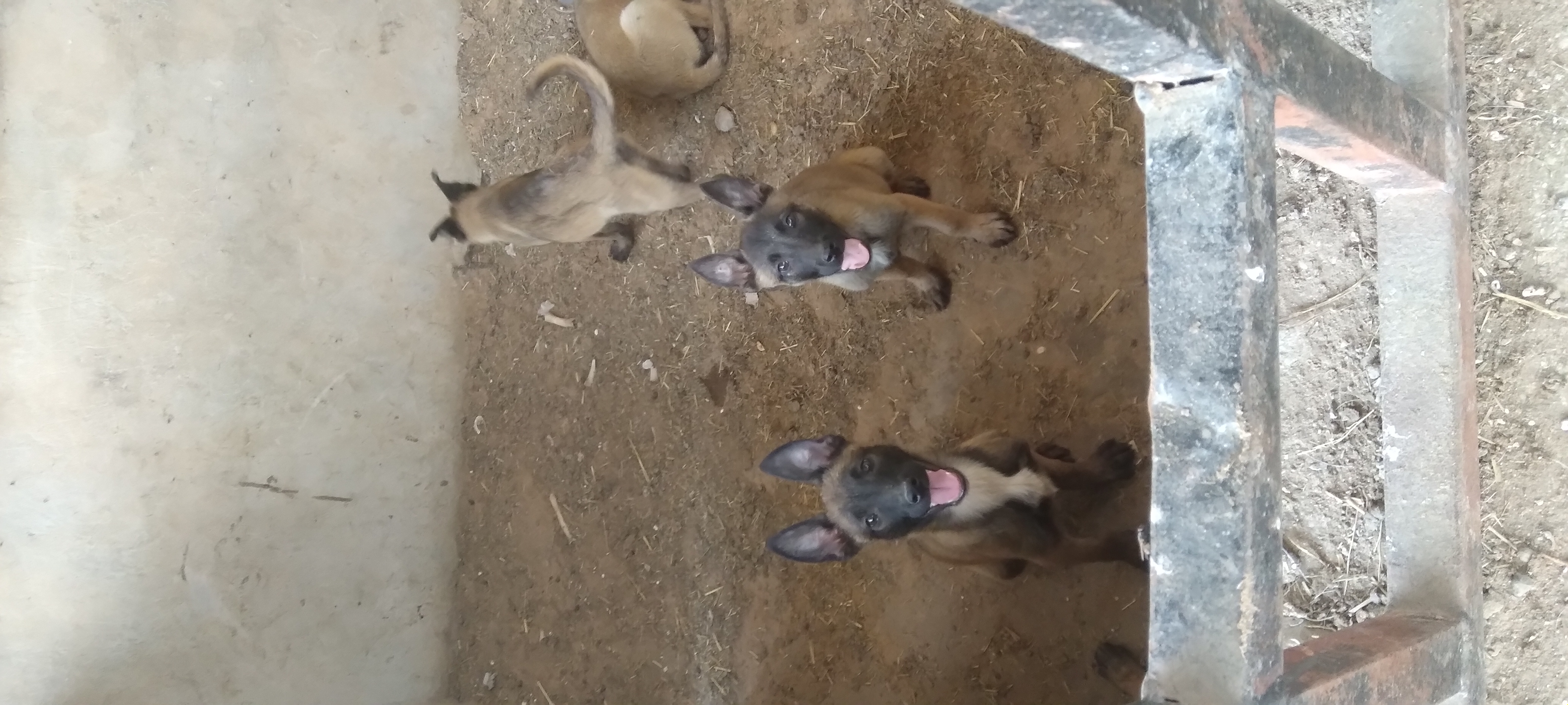 Voursa.com | Chien Malinois fumer